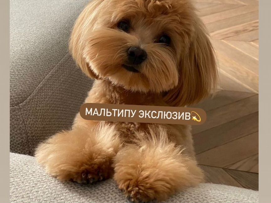 Мальтипу Ф1 лучшие супер мини Корея & Китай