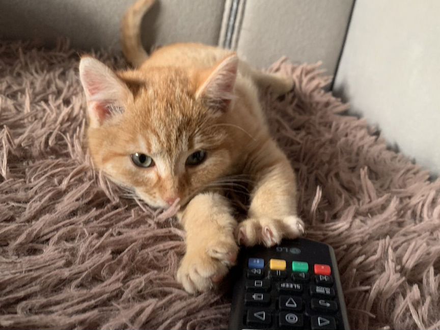 Найдена кошка рыженькая