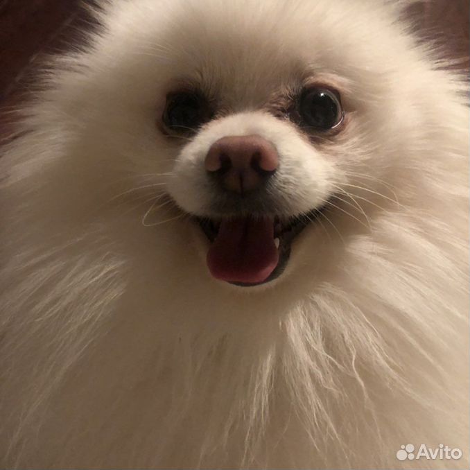 Помееранский шпиц. Ищем невесту