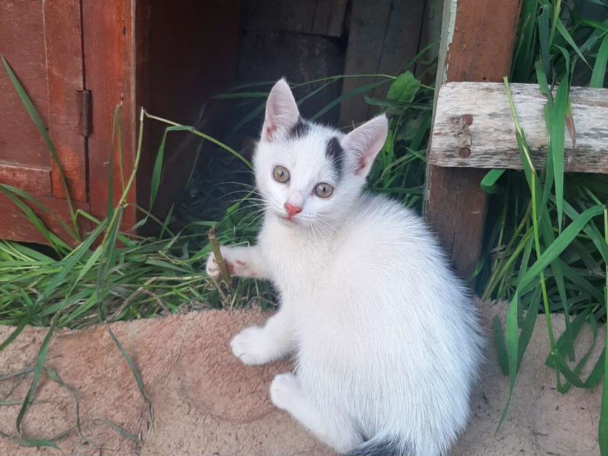 Милые котята от домашней кошки