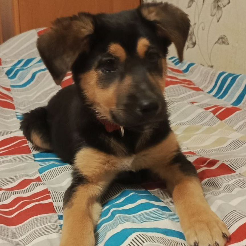 Щенок в добрые руки