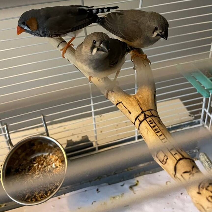 Зебровые амадины птенцы