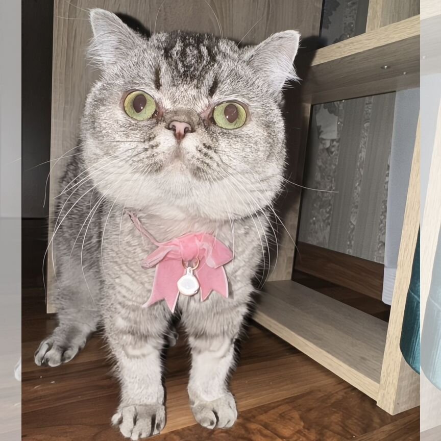 Британская короткошёрстная, взрослая кошка