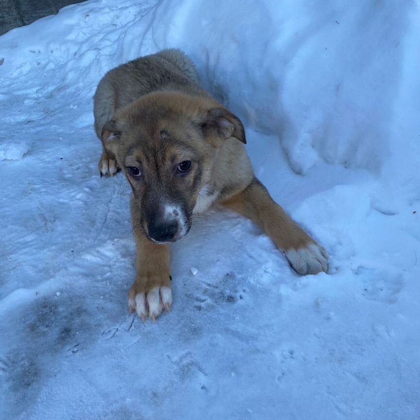 Собака в добрые руки отдам бесплатно