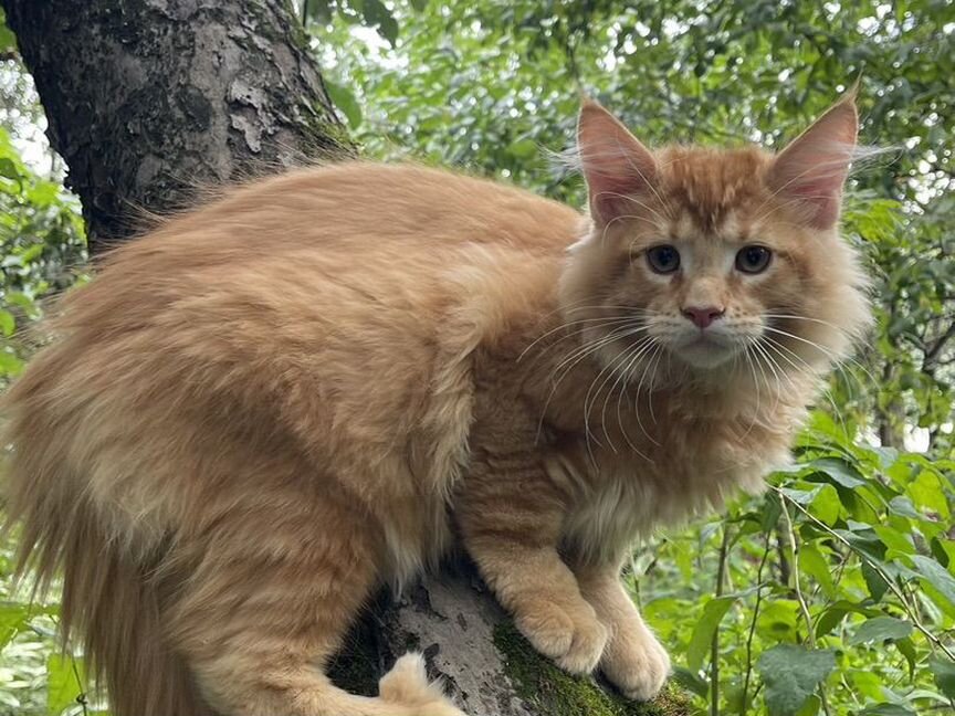 Рыжий манул - котик мейн-кун