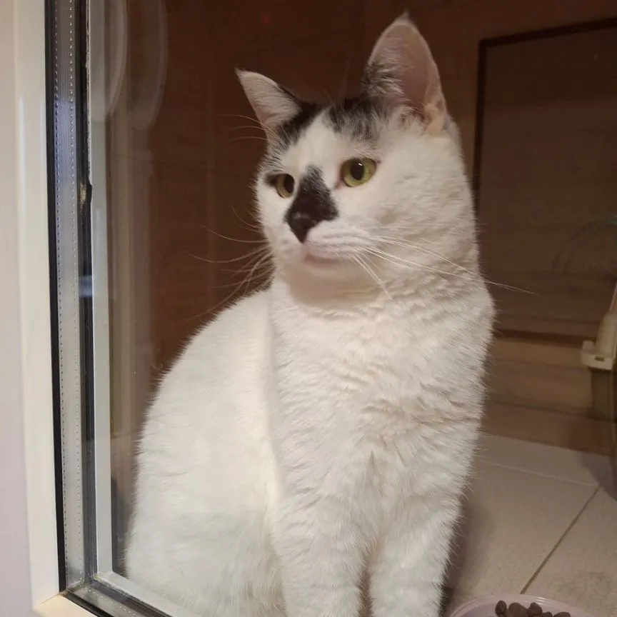 Кот Фрам ждёт свою семью в приюте