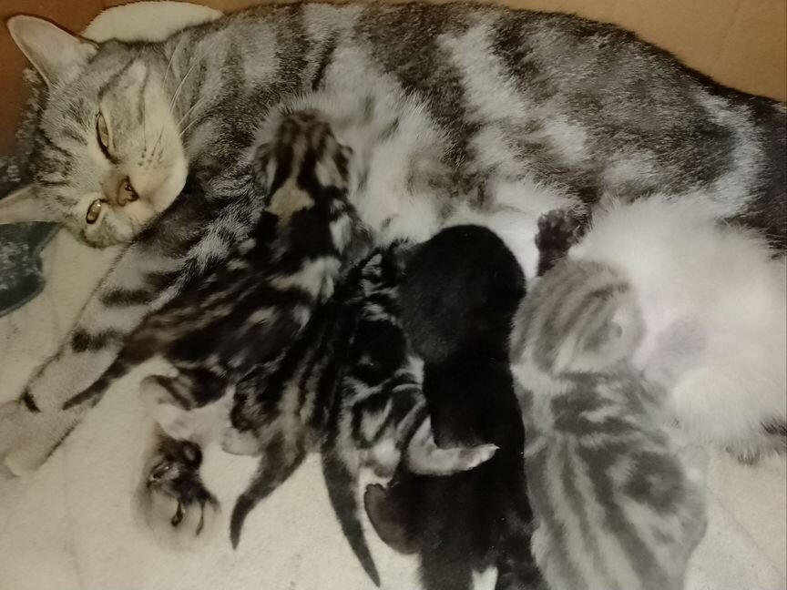 Шотландские котята