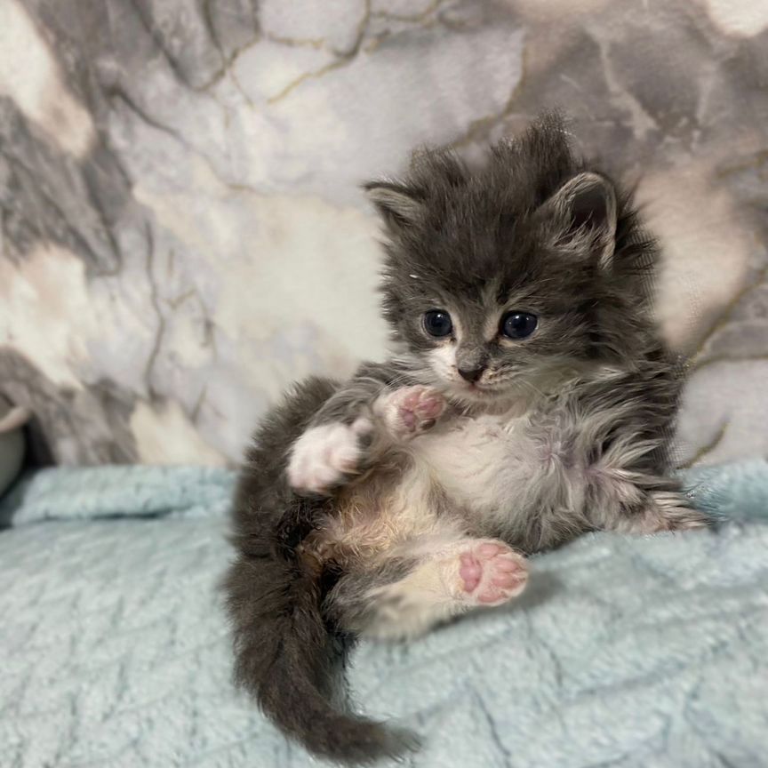 Котята малыши