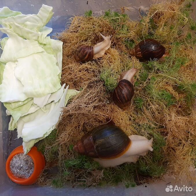 Улитки ахатины большие