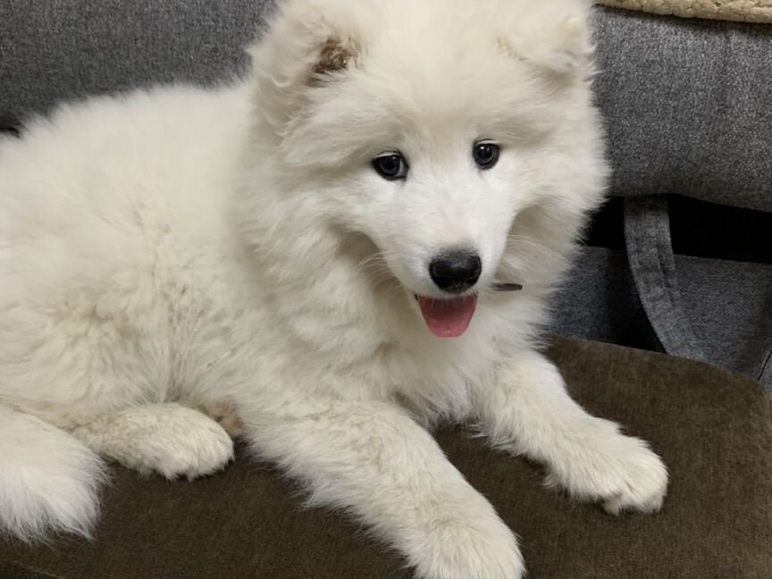 Самоедская лайка
