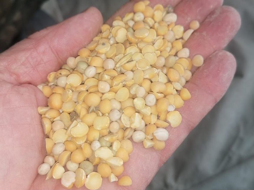 Горох кормовой,пшеница фуражная