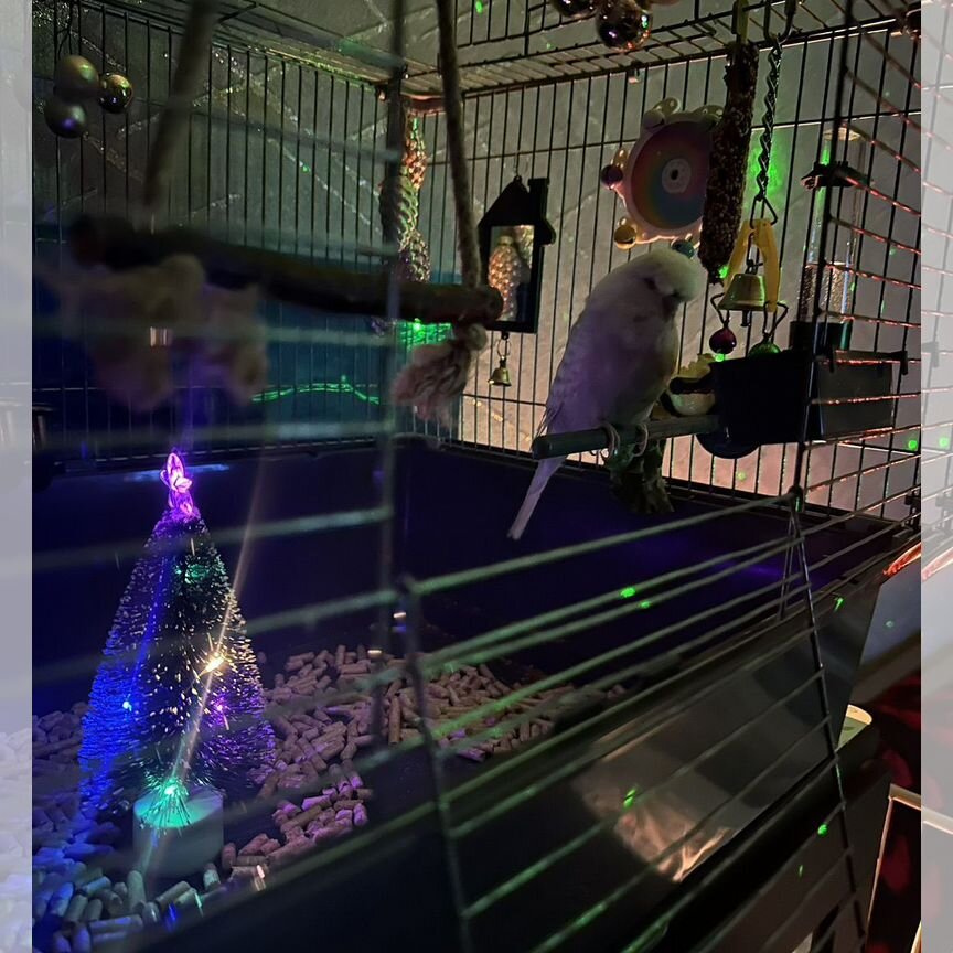 Клетка для попугая