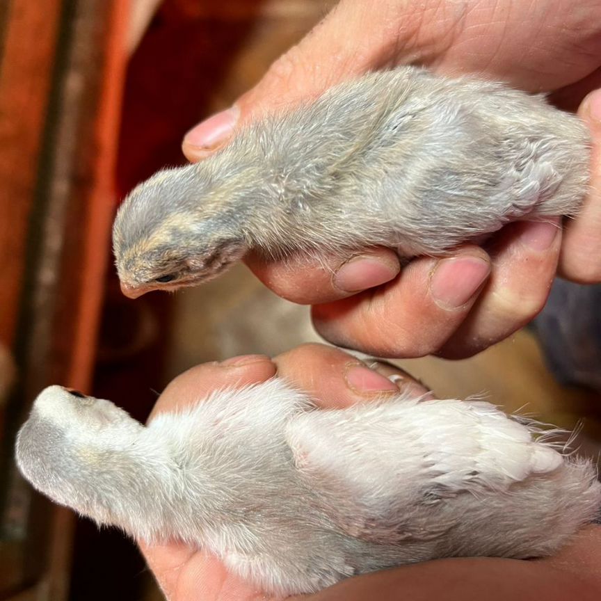 Цыплята суточные, несушки, цесарята, цесарка