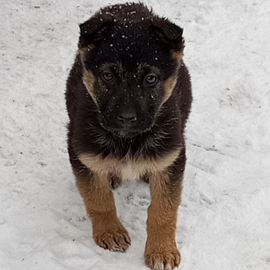 Восточноевропейская овчарка, щенок