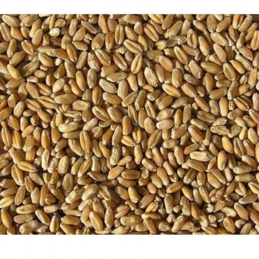 Пщеница фуражная