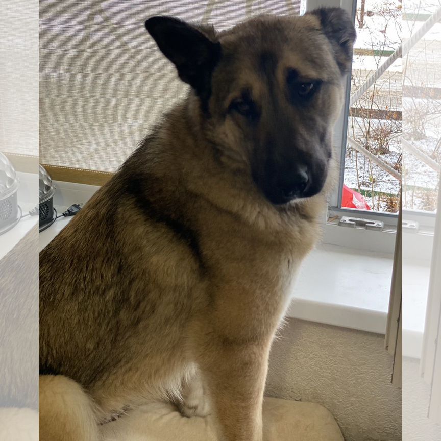 Бездомная собака