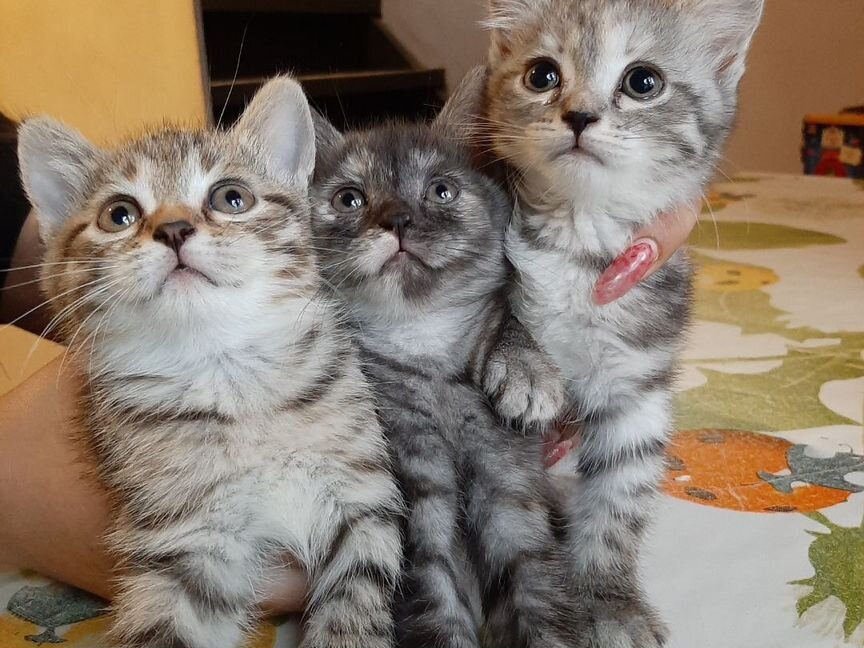 Котята девочки около 1,5 месяца