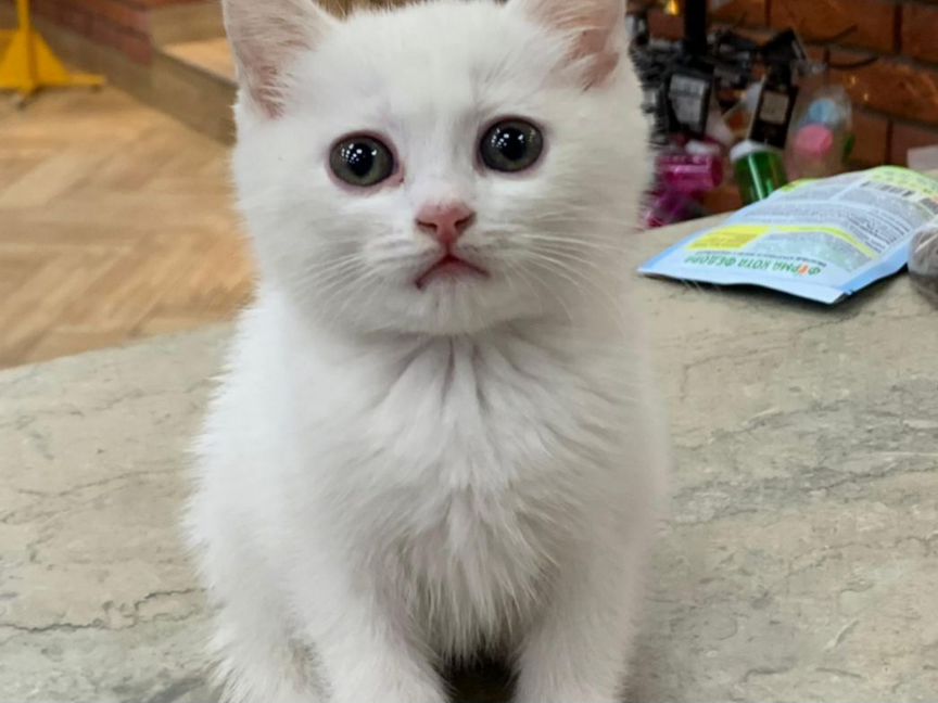 Белый британский котенок мальчик