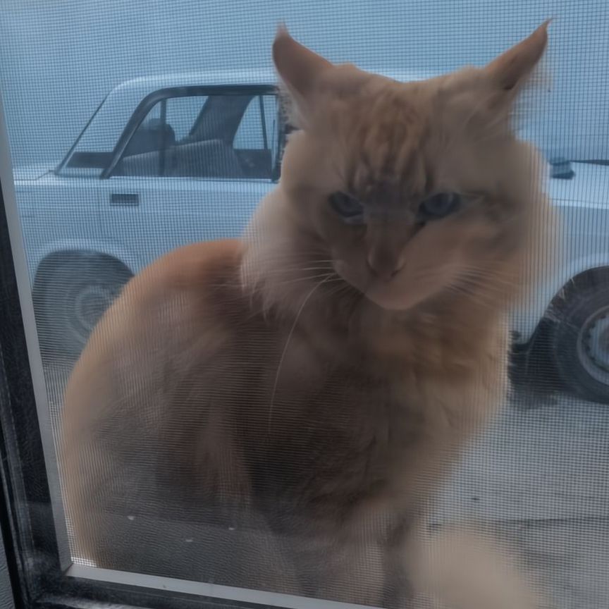 Мейн-кун, взрослый кот