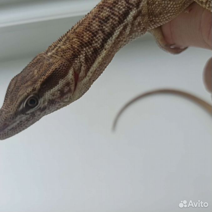 Кольцехвостая ящерица