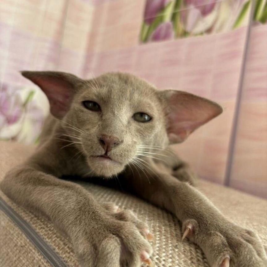 Ориентальные котята