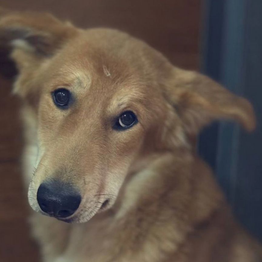 Взрослый пёс в добрые руки