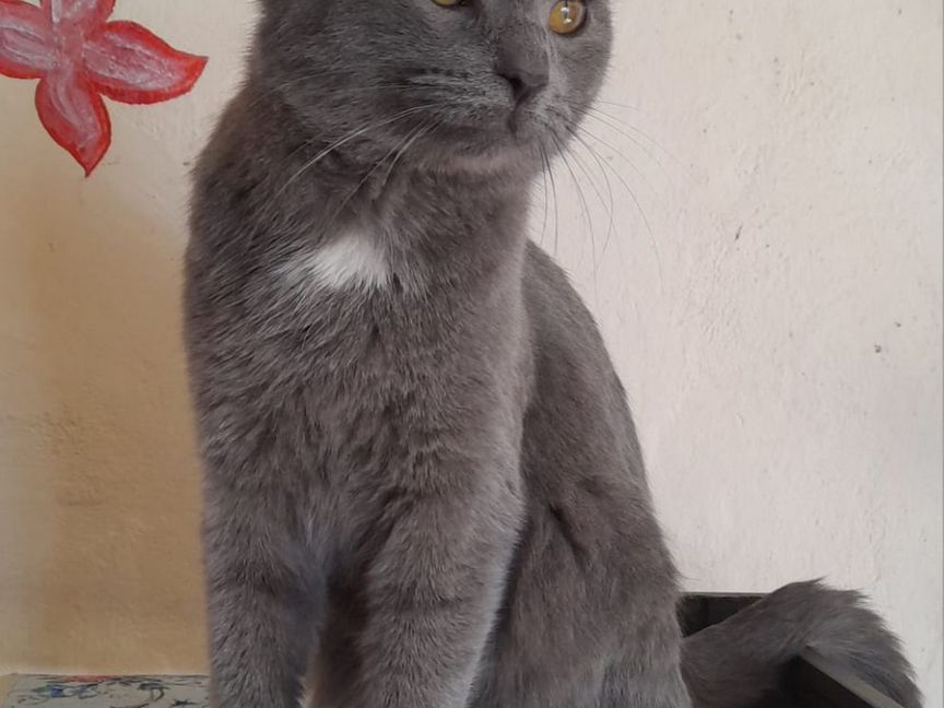 Молоденький красивый котей