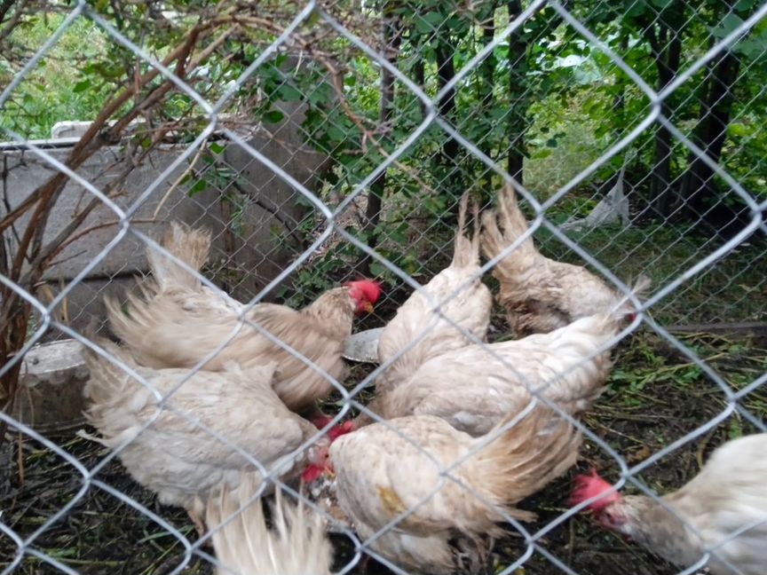 Куры несушки ,Ломан