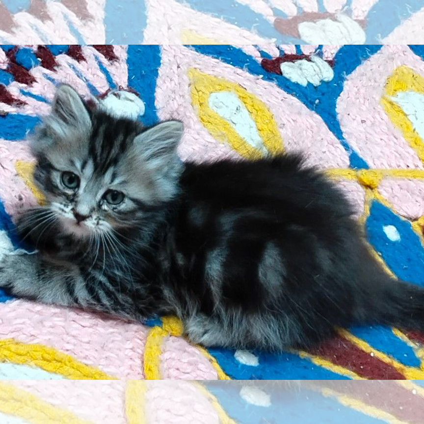 Шотландский прямоухий длинношёрстный котёнок