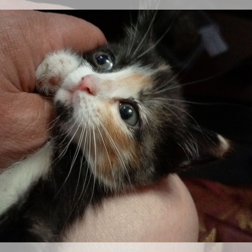 Котята