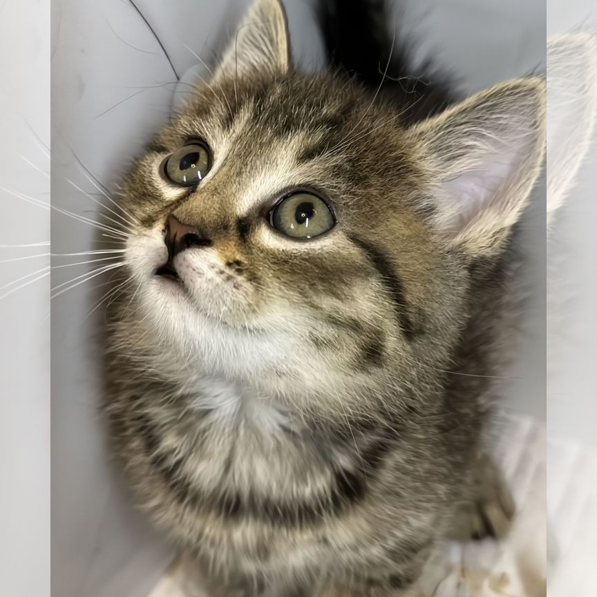 Сибирский котёнок