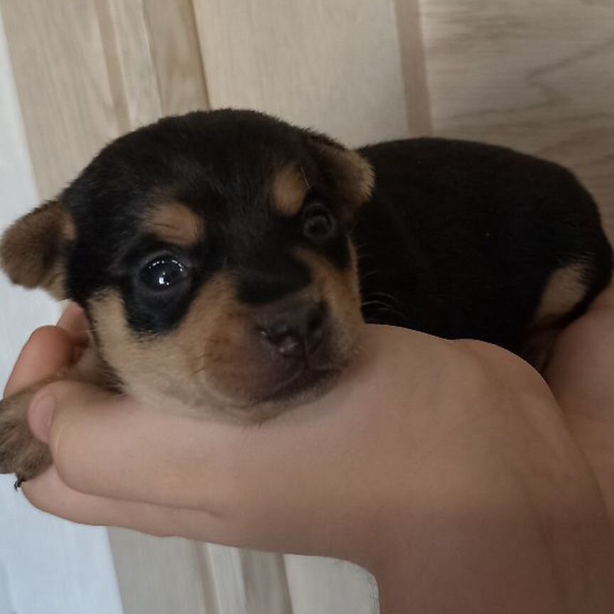 Русский той-терьер, щенок