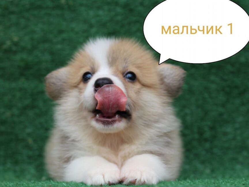 Суперские корги