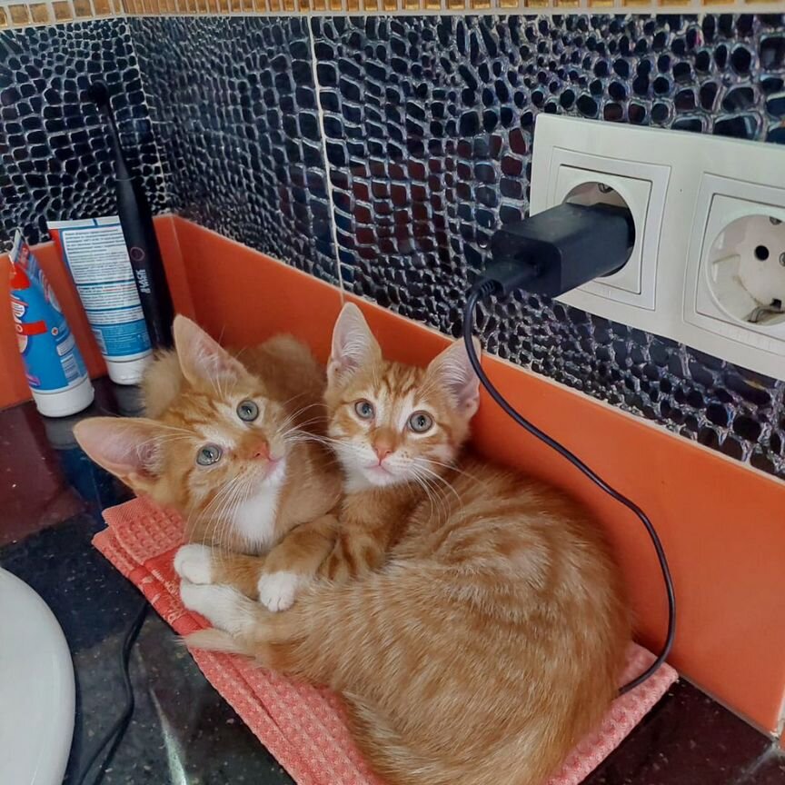 Котята в добрые руки