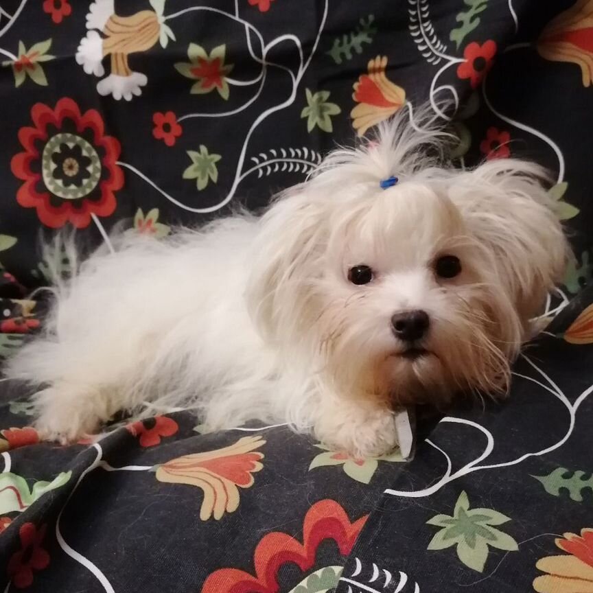 Продаются щенки Мальтийской болонки