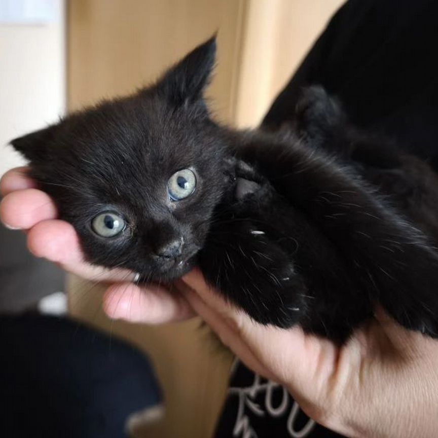 Котёнок в добрые руки