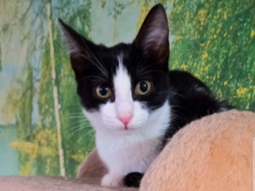 Стерилизованная Соня добрым людям