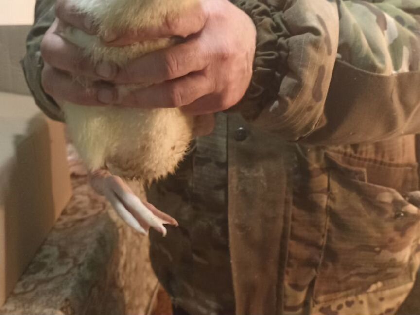 Гусята, ия гусиное