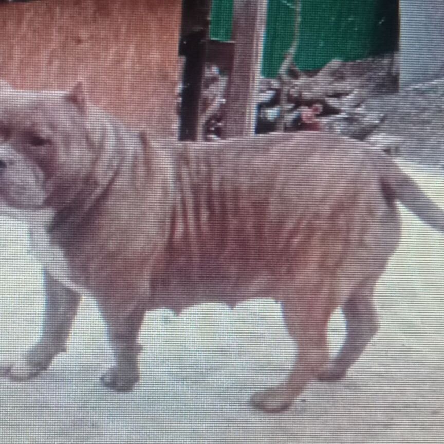 Американский булли