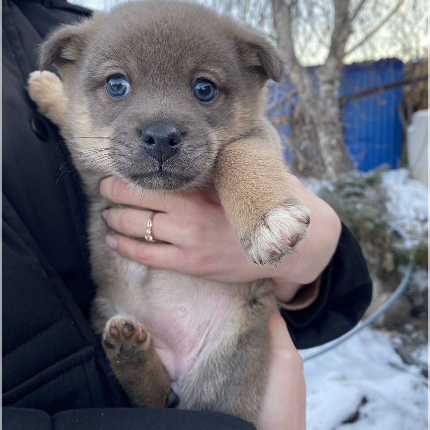 Щенок в добрые руки