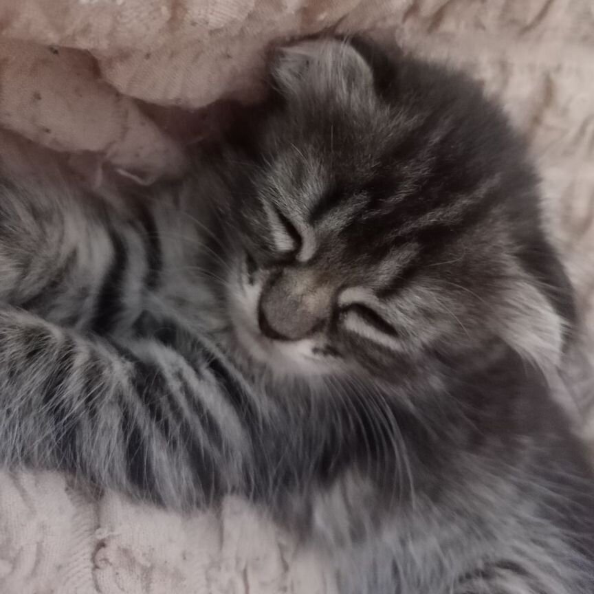 Шотландская