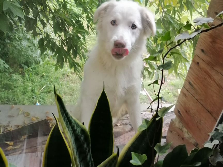 Собака в добрые руки