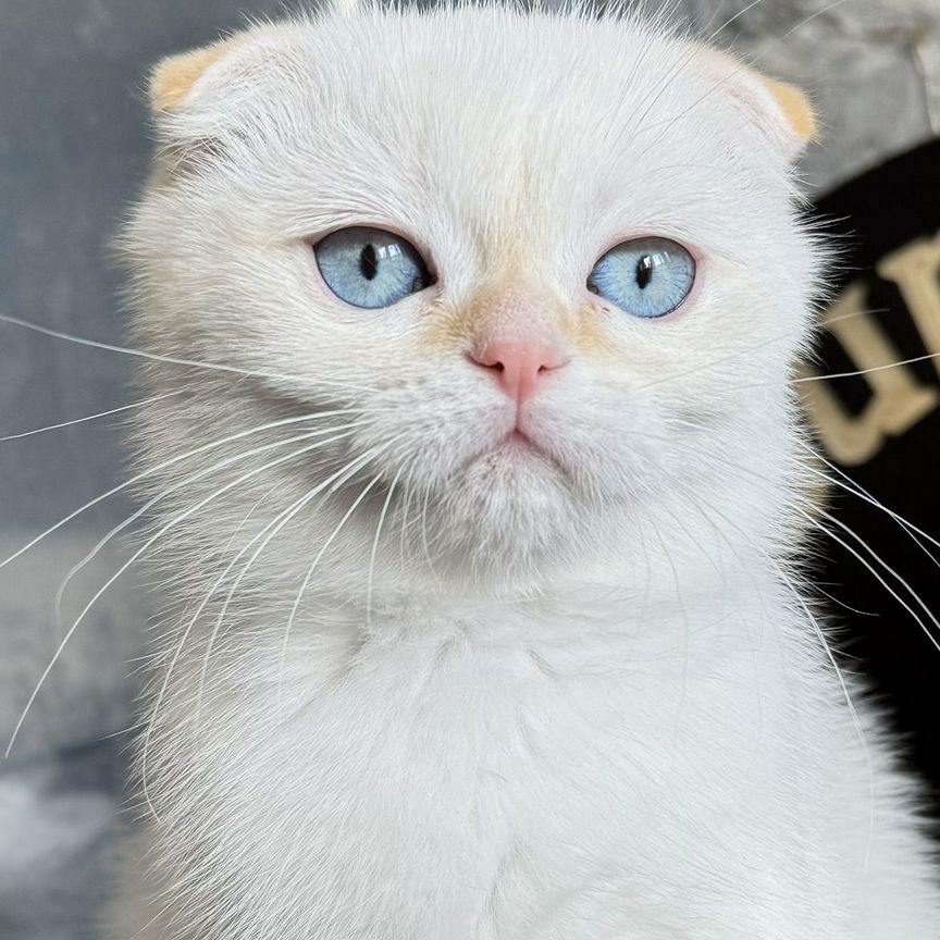 Голубоглазый вислоухий котик