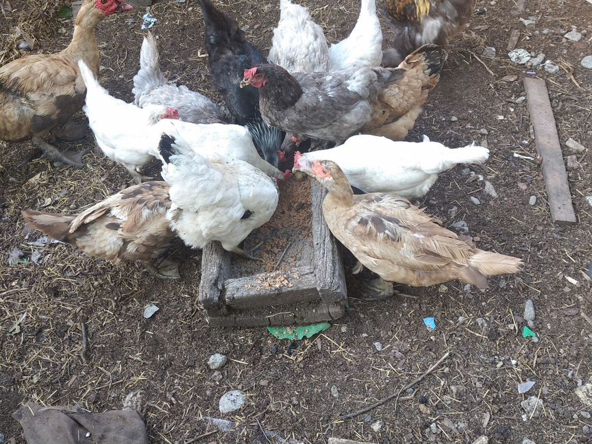 Куры молодки несушки доминант