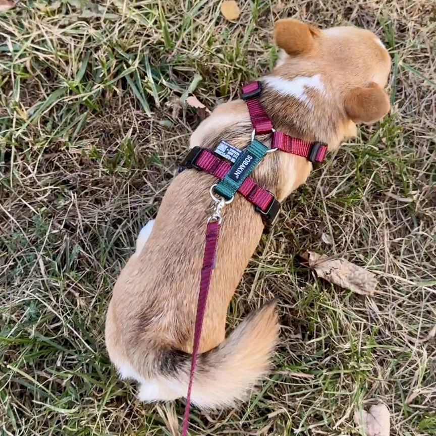 Шлейка Sobakin мини Альбокор