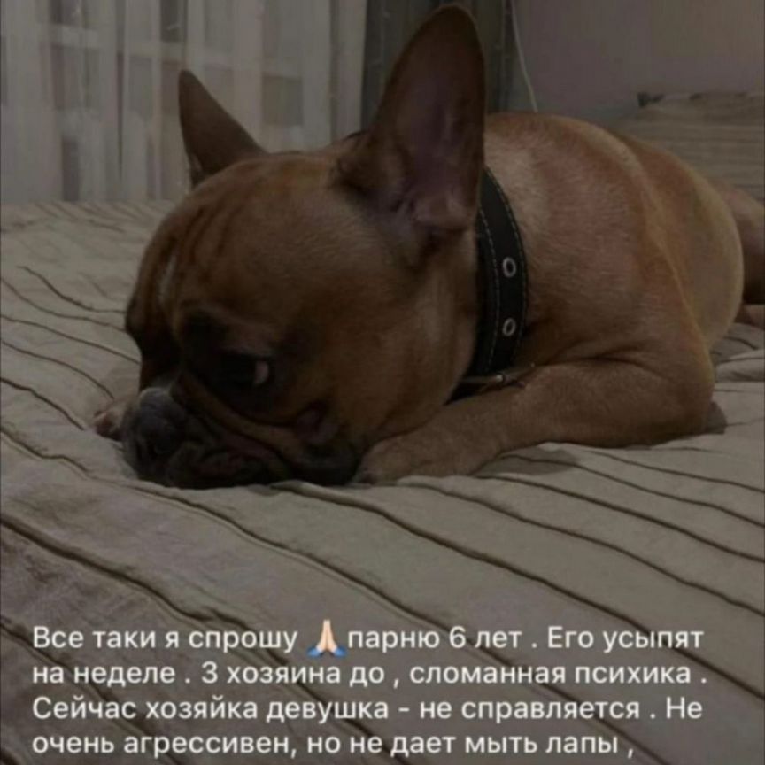 Собака в добрые руки