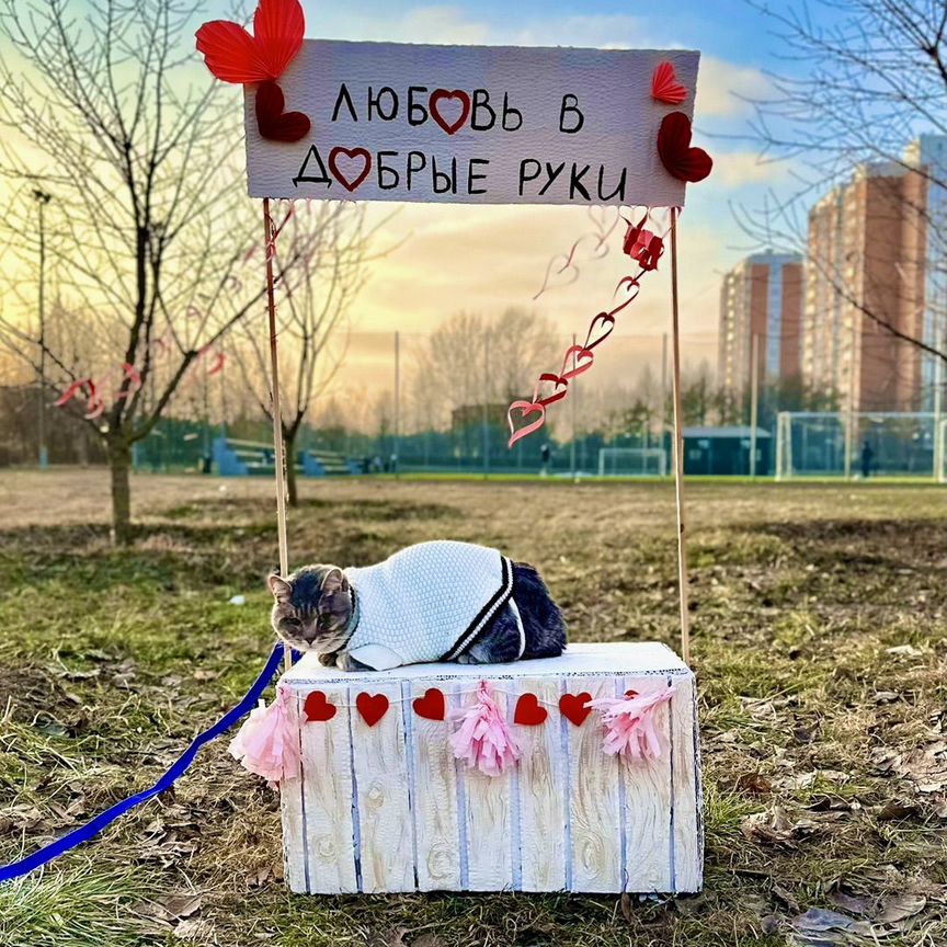 Котенок в добрые руки