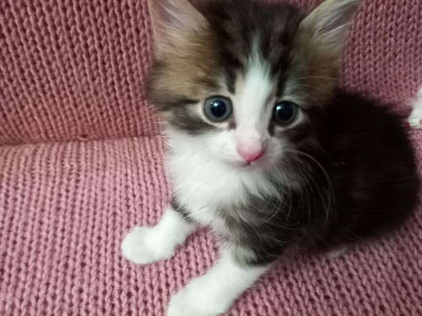 Котята в ответственные руки