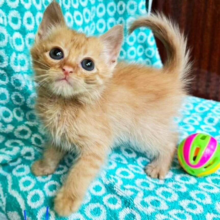 Котята ручные рыжие, черепаховые, полосатые