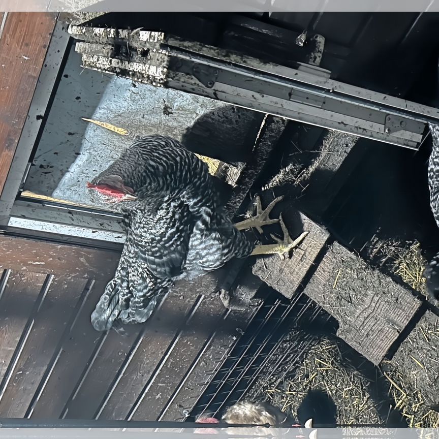 Молодые петухи